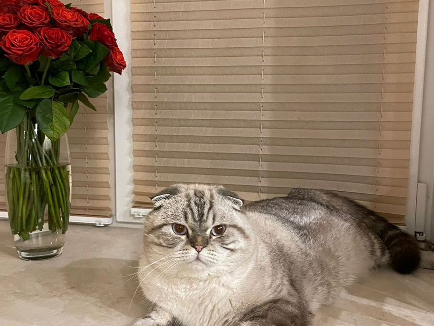 Отдам даром кота вислоухий шотландец