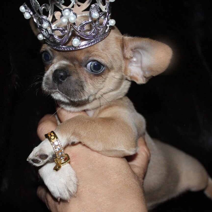 Щенки чихуахуа девочка