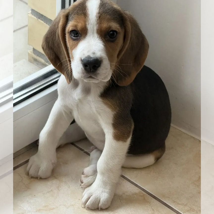 Бигль, щенок