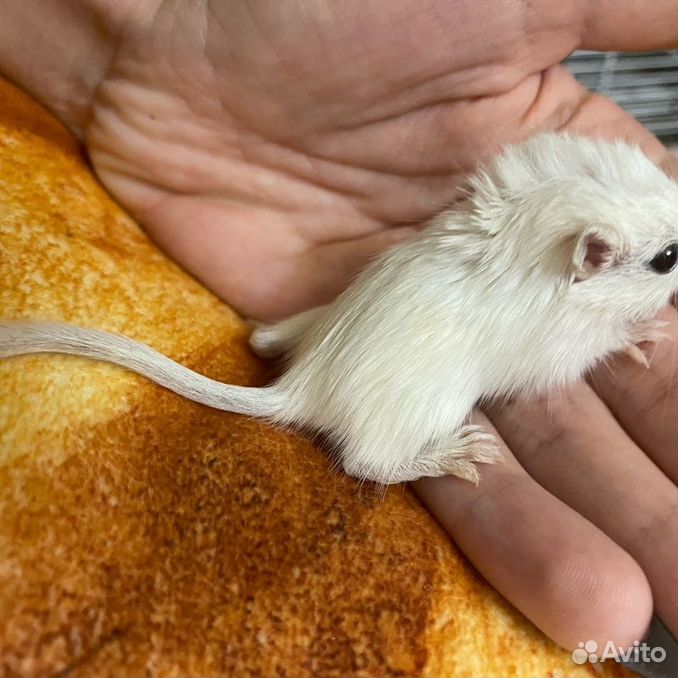 Монгольская песчанка