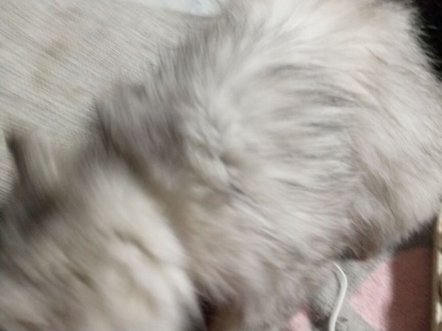 Кошка в дар(пародистая)