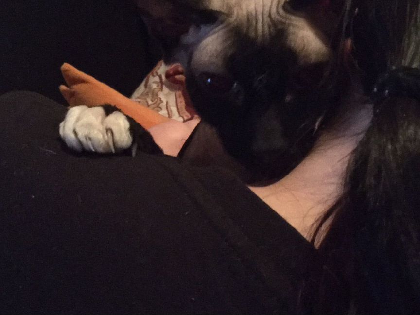 Канадский сфинкс на продажу