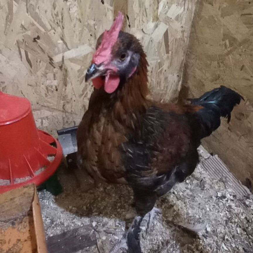 Молодые петухи и курочки