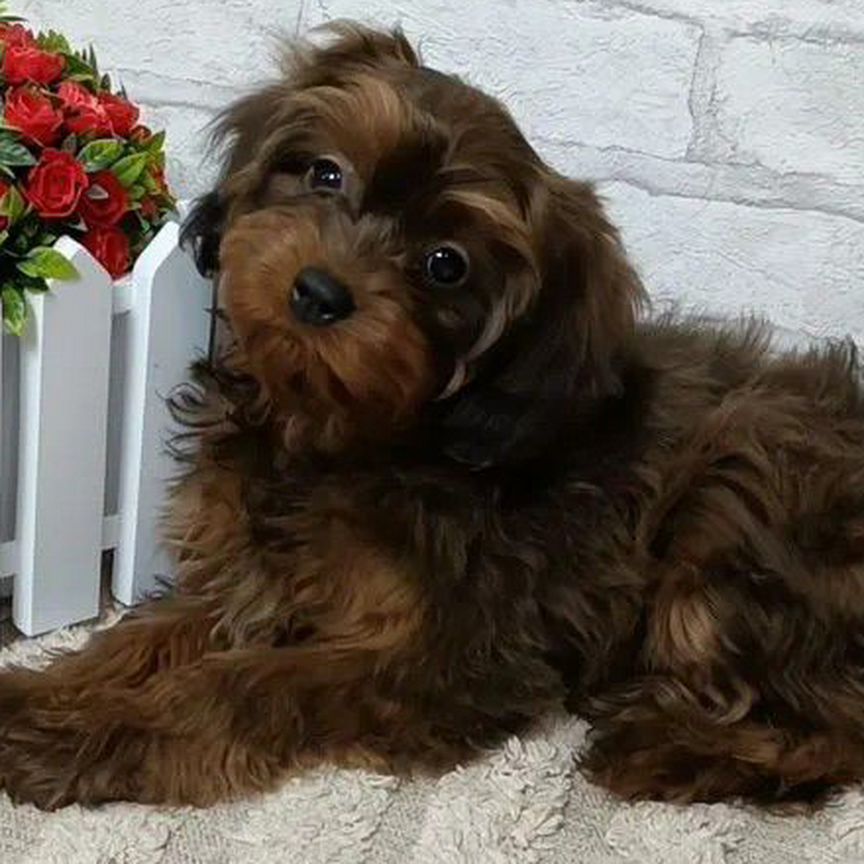 Кавапу, щенок