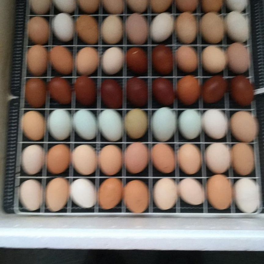 Яица инкубационные