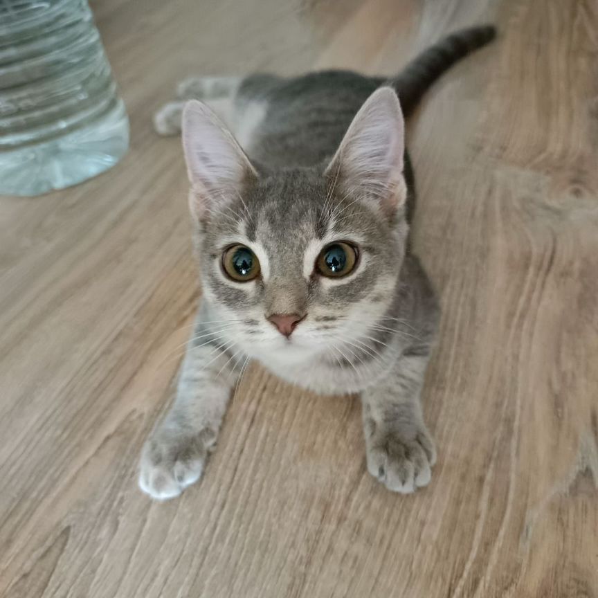 Котенок в добрые руки