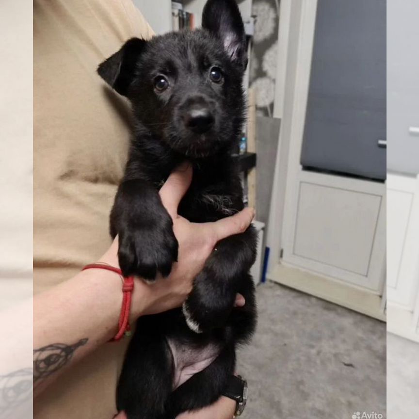 Немецкая овчарка, щенок