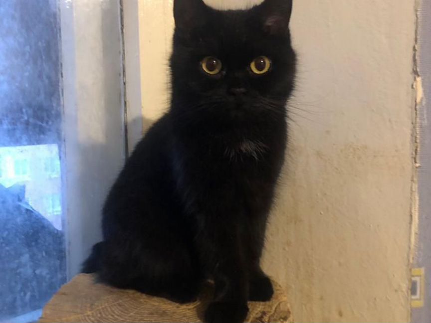 Монти в добрые руки