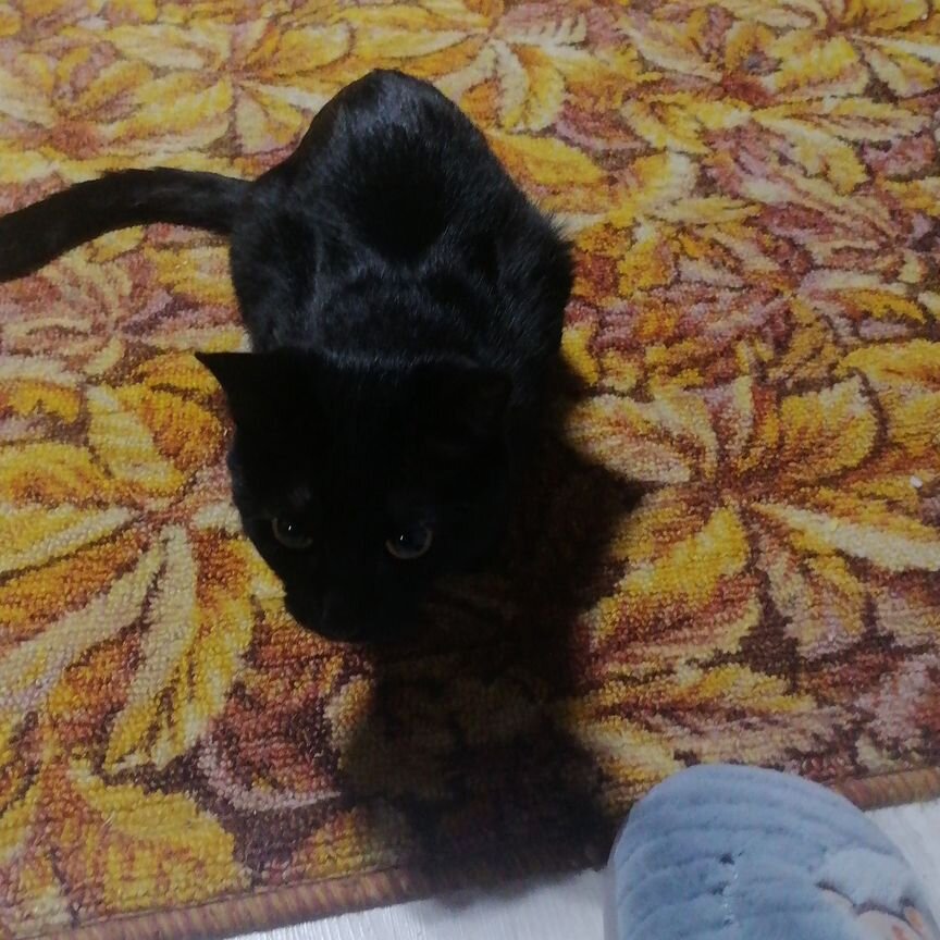 Кот, месяца, к лотку приучен, есть место