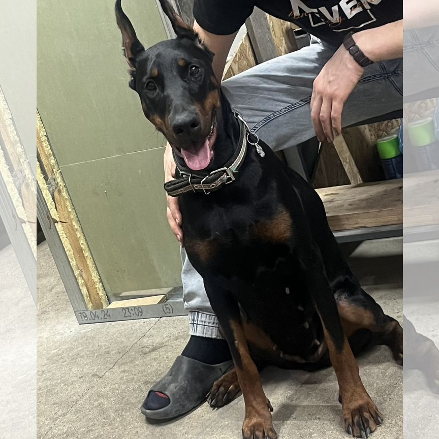 Доберман, вязка