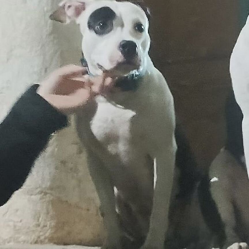 Американский стаффордширский терьер, взрослая собака