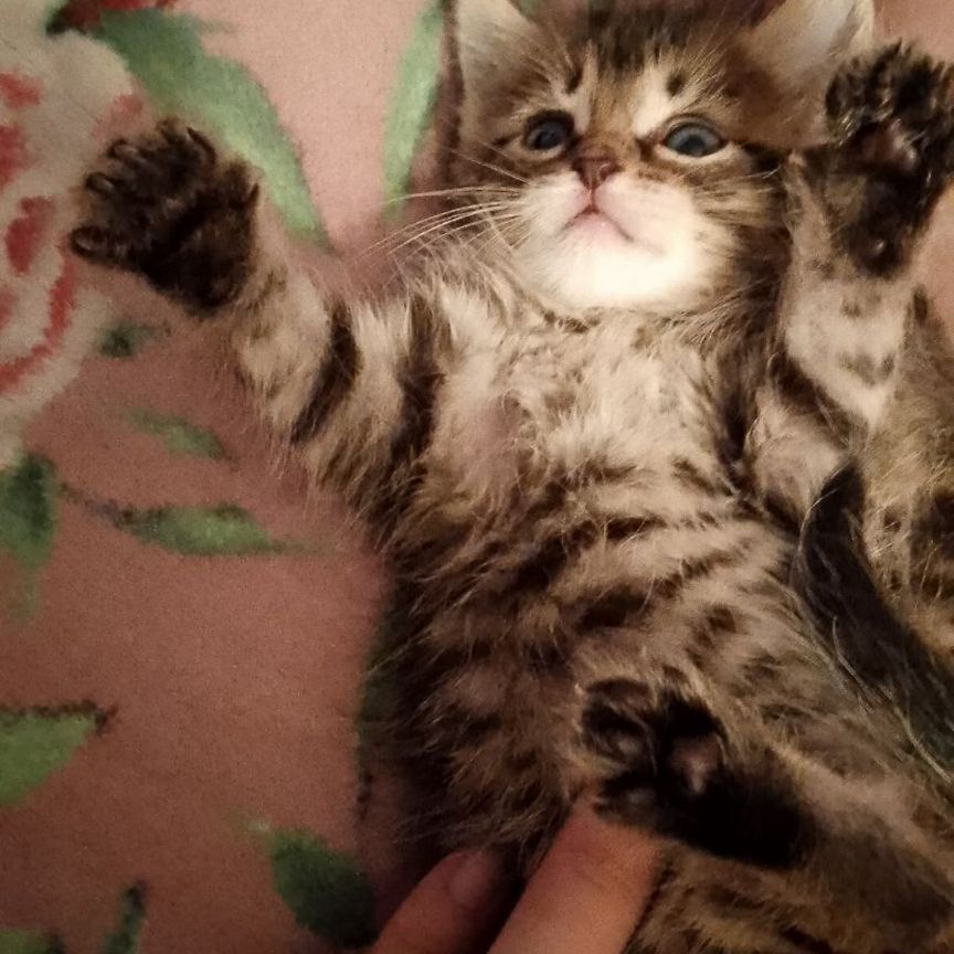 Кошечки и котики