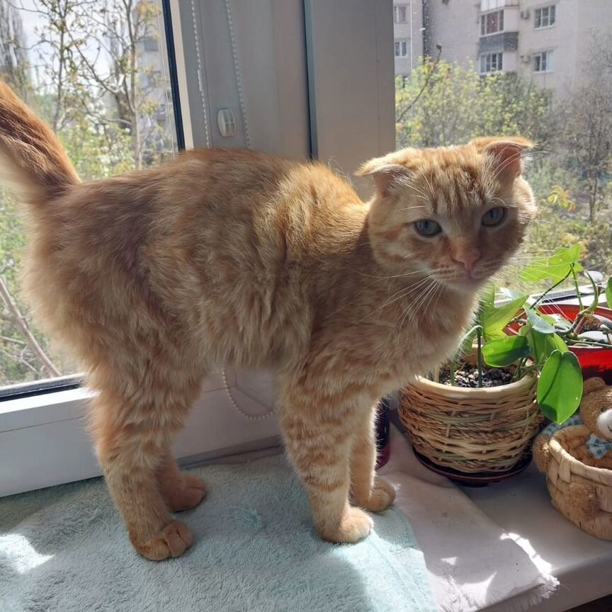 Вислоухий рыжий подросток в лучшие руки