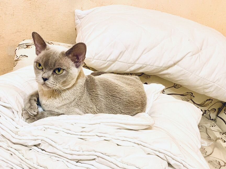 Бурманская кошка