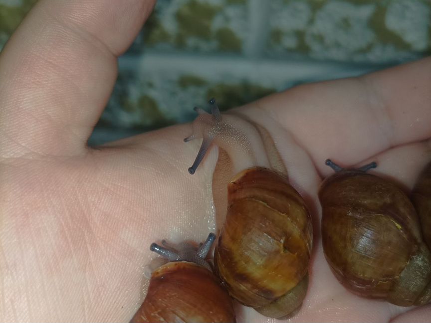 Улитка архахатина