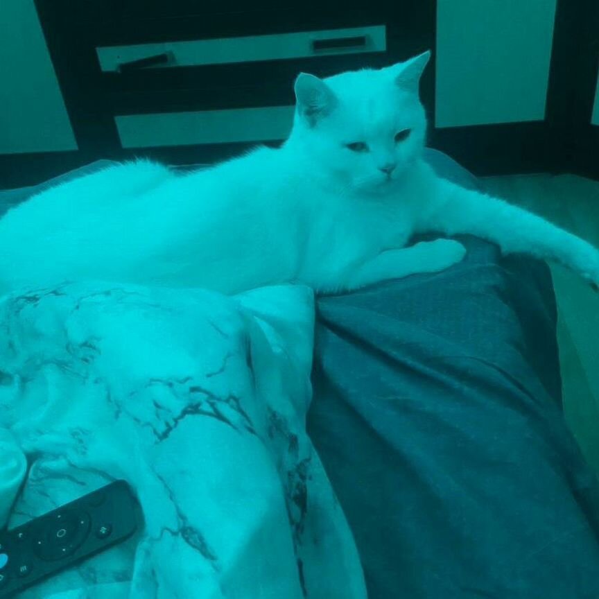 Белоснежный кот в добрые руки