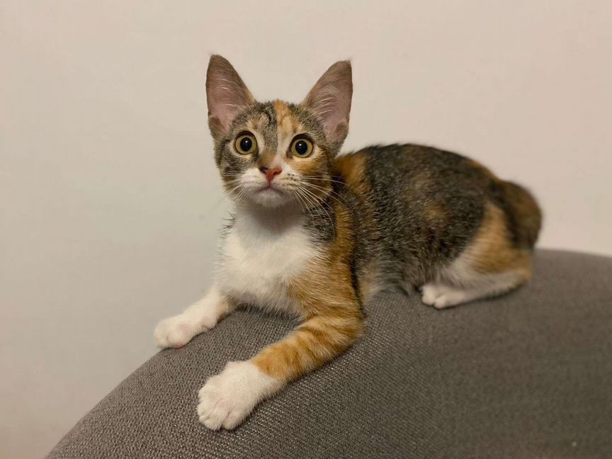 Котята в добрые руки девочки Трехцветка бесплатно