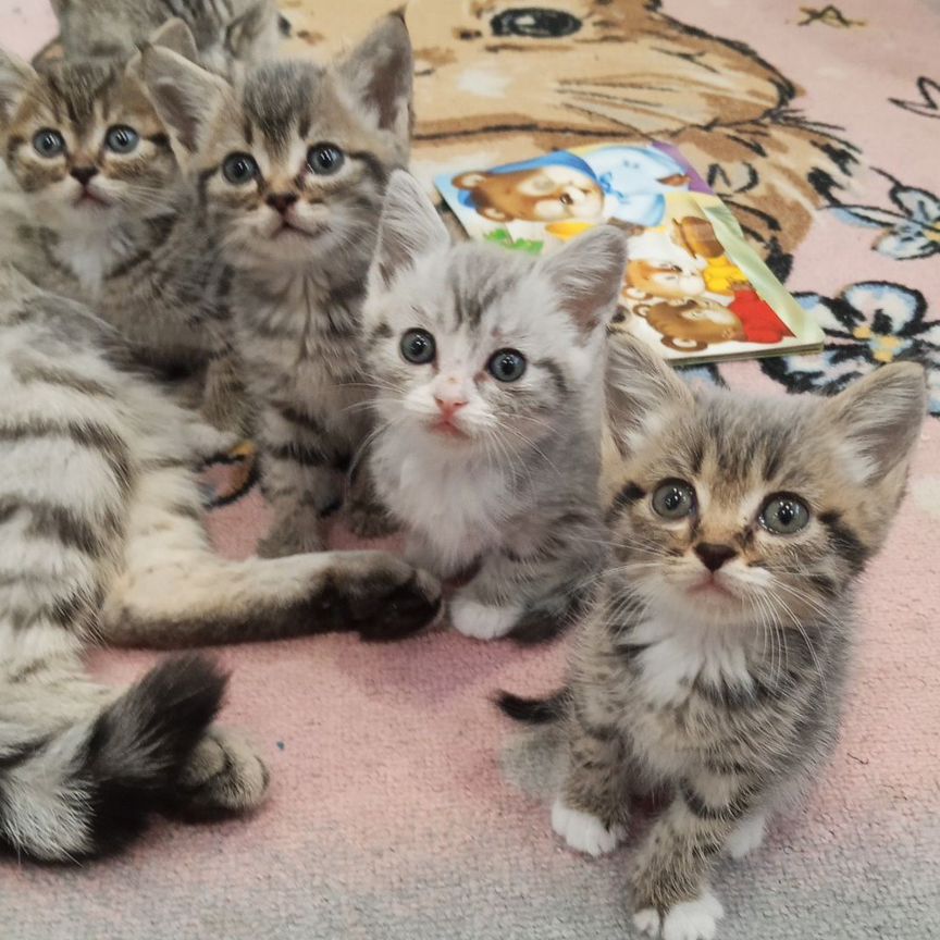 Котята скотиш Страйт
