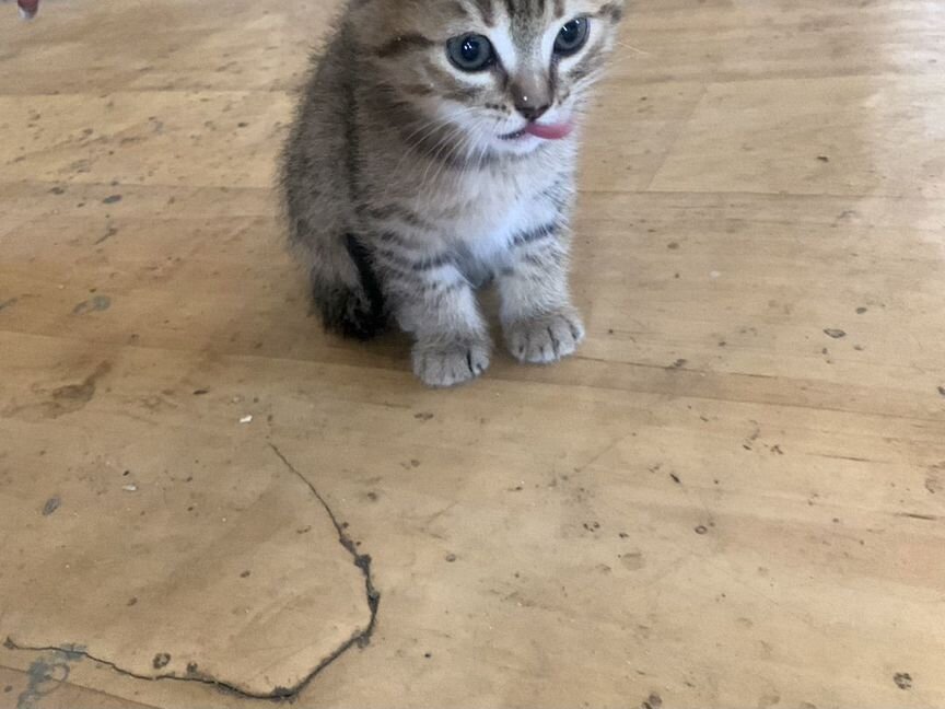 Котята ищут дом