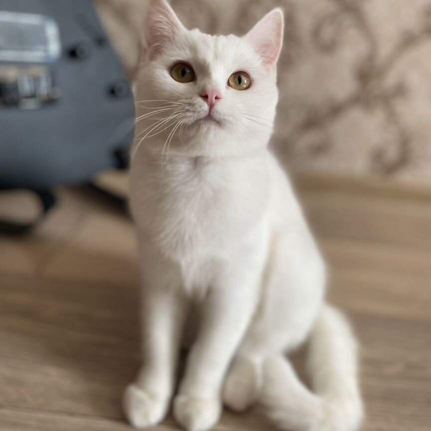 Кошечка