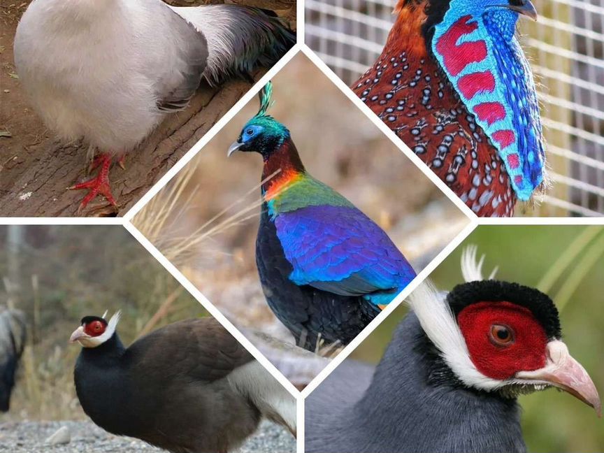 Фазаны разных пород