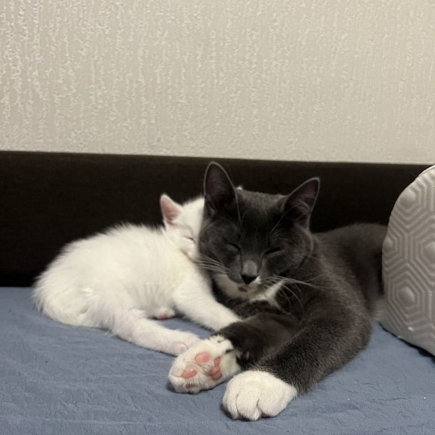 Котята в добрые руки