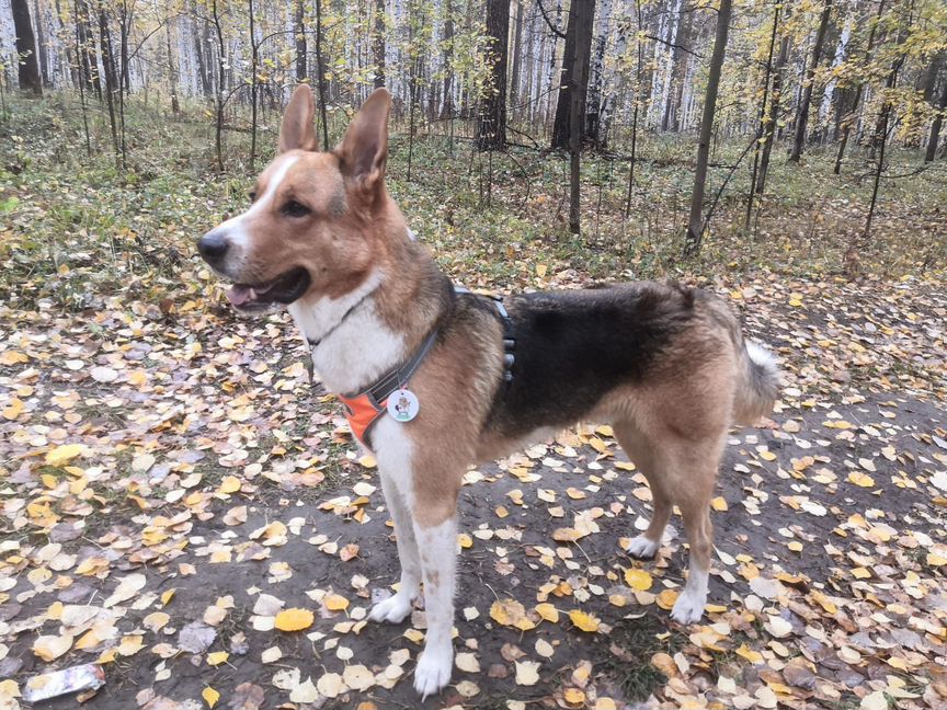 Ищет невесту для спаривания, случки. Не продажа