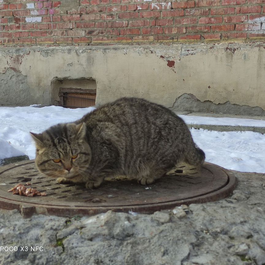 Кот ищет свой дом