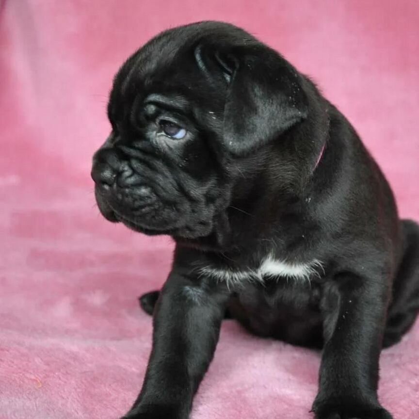 Щенки кане корсо