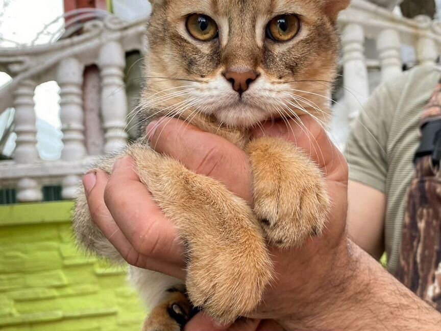 Котята чаузи ф1