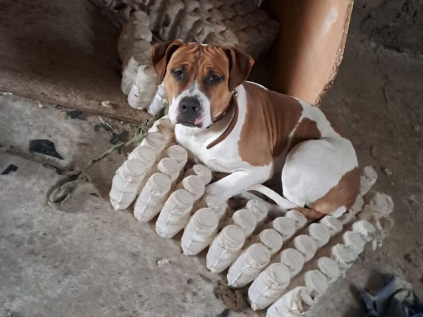 Собака в добрые руки