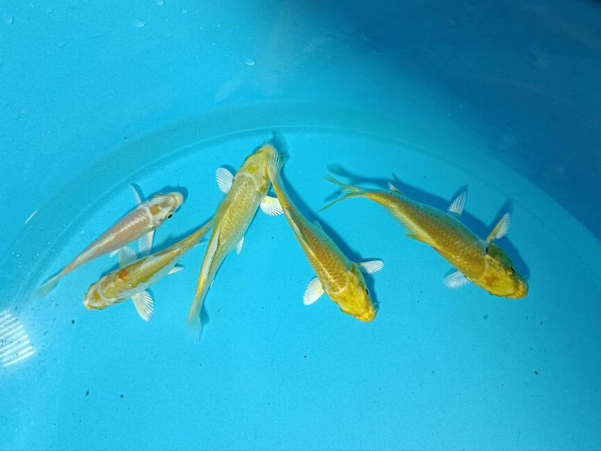 Карп Кои лимонный/платиновый, 10-12 см