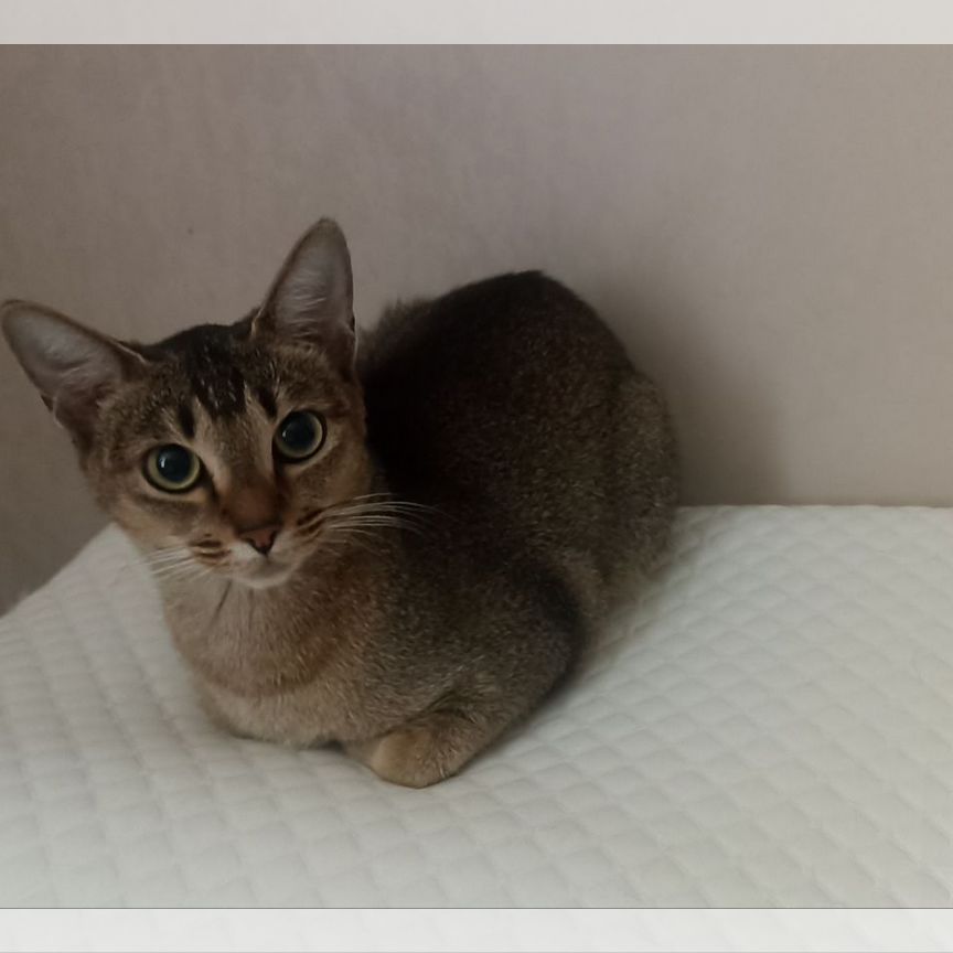 Абиссинская кошка, взрослая