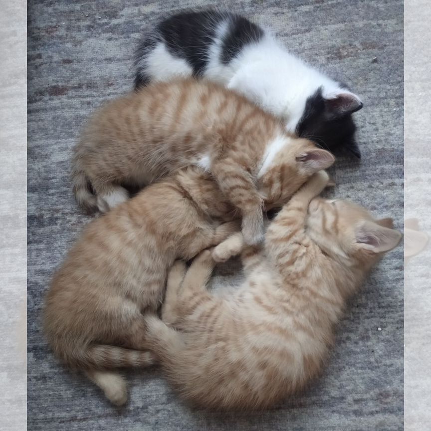 Котёнок в добрые руки