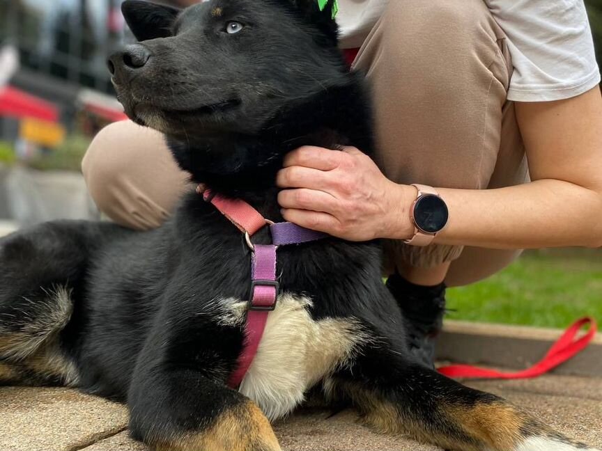 Дрессированная хаски + овчарка в добрые руки