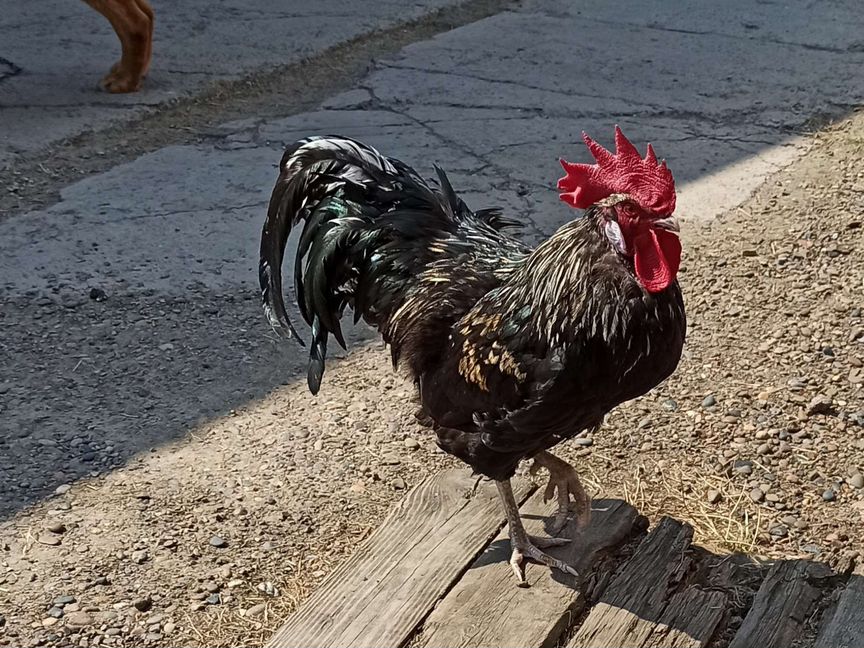 Продам петуха