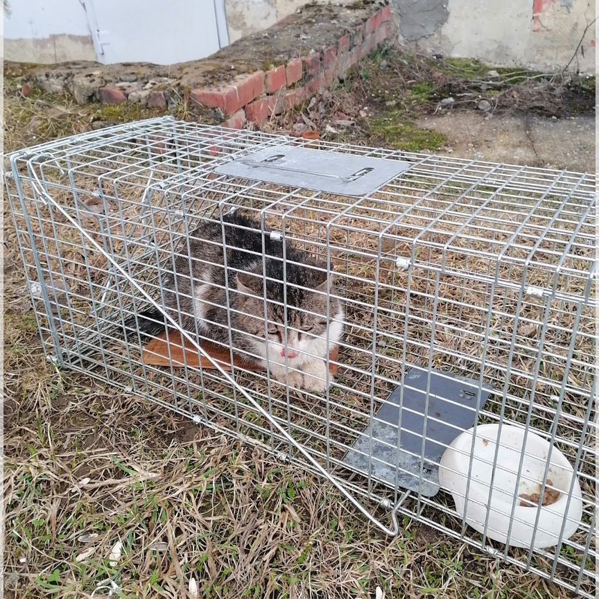 Взрослый кот в добрые руки