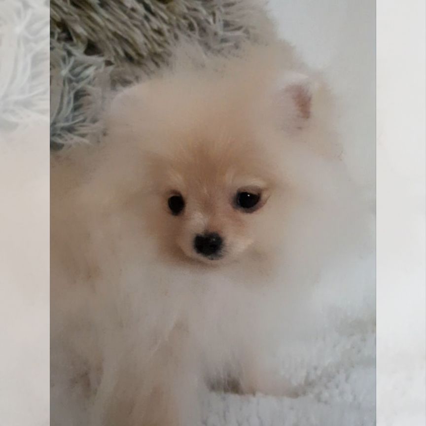 Померанский шпиц, щенок