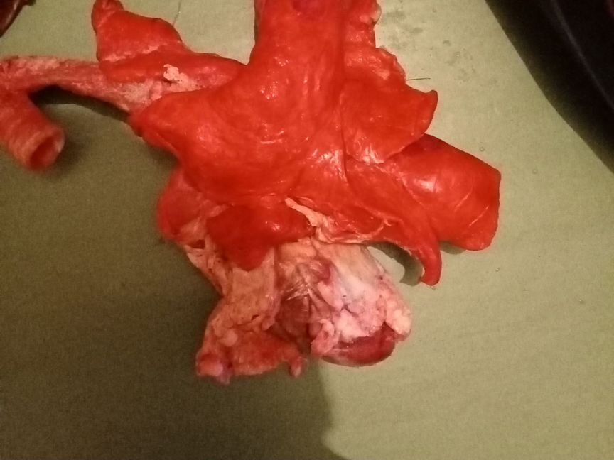 Бараний ливер для собак