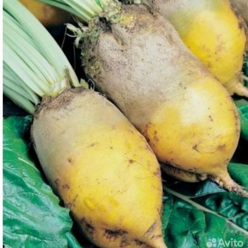 Свёкла кормовая