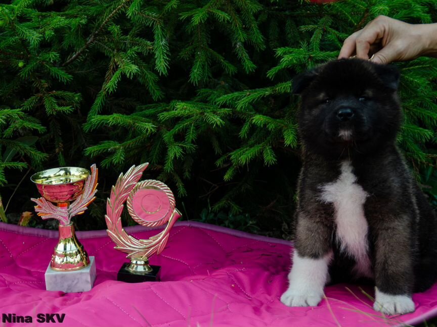 Щенки американской акиты