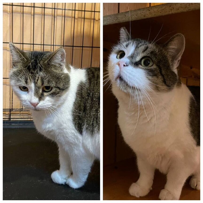 Котик хочет домой