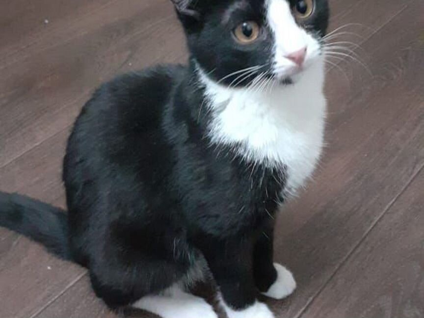 Котёнок Микки в добрые руки