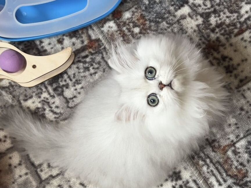 Персидская шиншилла