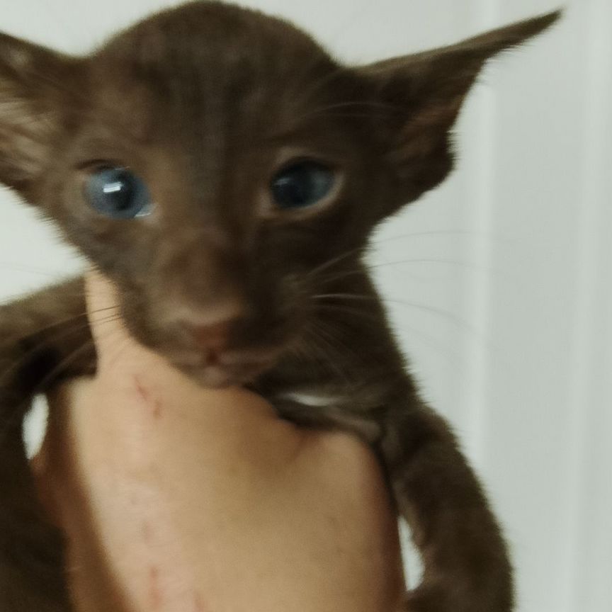 Ориентальный котёнок