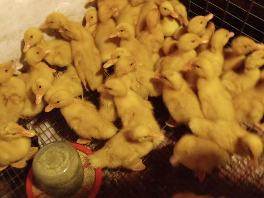 Утята 7суток бройлерные Ск- 6