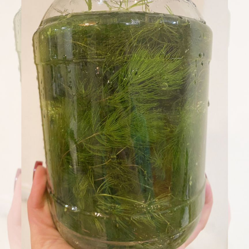 Водоросли для аквариума роголистник