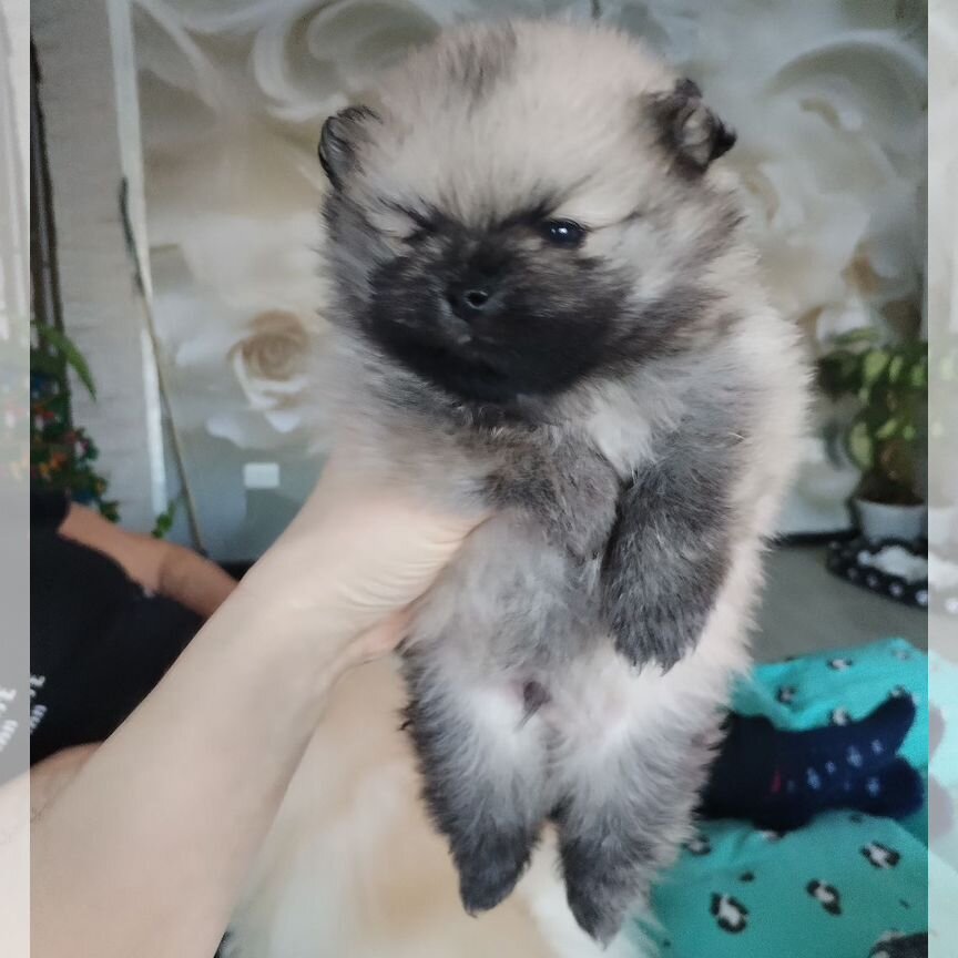 Померанский шпиц, щенок