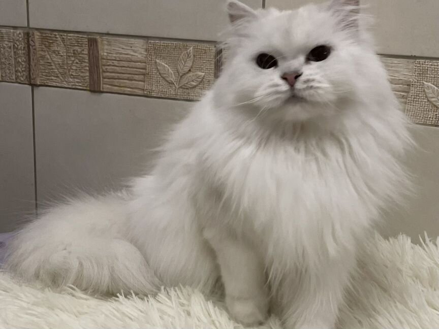 Британская длинношерстная шиншилла