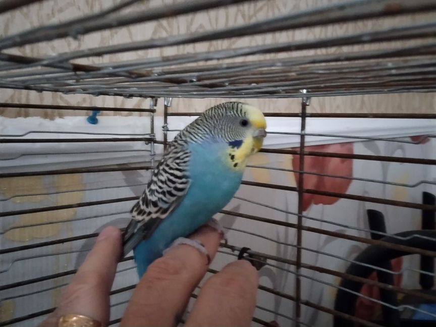 Попугай девочка получех